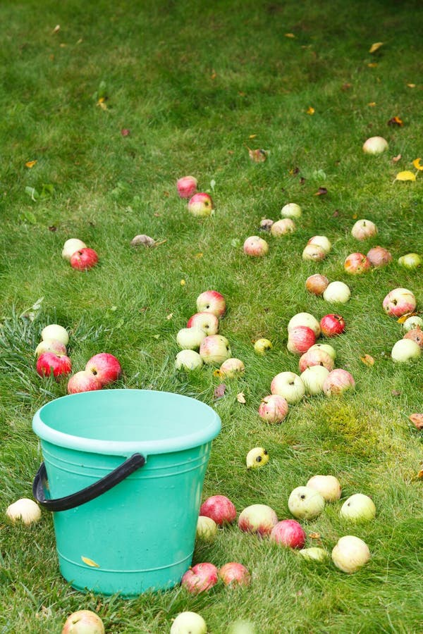 Bucket Of Fruit And Vegetables Stock Image - Image of education, nature ...