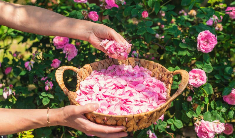 Picking Rose Petals in the Garden. Selective Focus Stock Image - Image ...