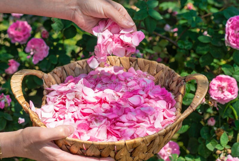 Picking Rose Petals in the Garden. Selective Focus Stock Photo - Image ...