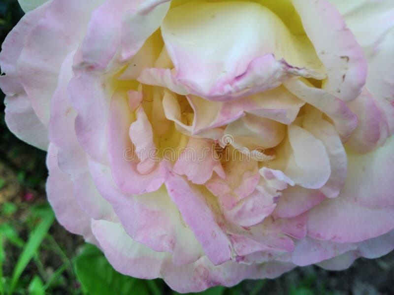 Picking Roses in the Garden Stock Image - Image of flower, blossom ...