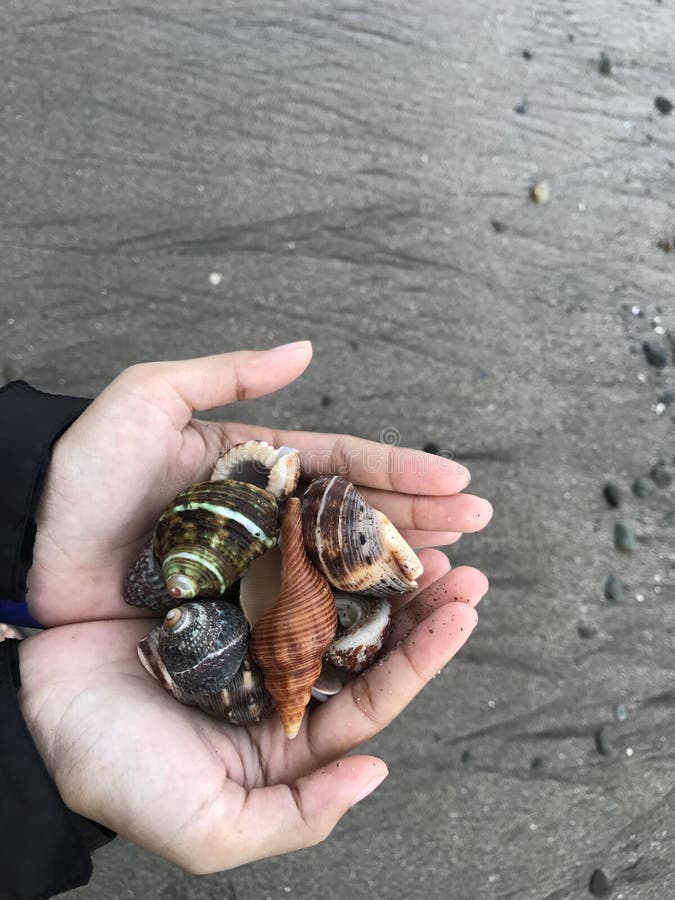 Sea shells stock photo. Image of hands, seashore, water - 125293832