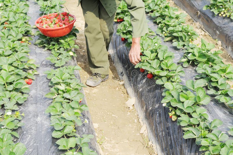 Picking Strawberries in Field Stock Image - Image of field, leaf: 12392431