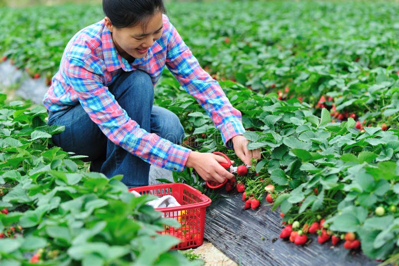 Picking Strawberry at Field Stock Image - Image of chinese, farm: 29588415