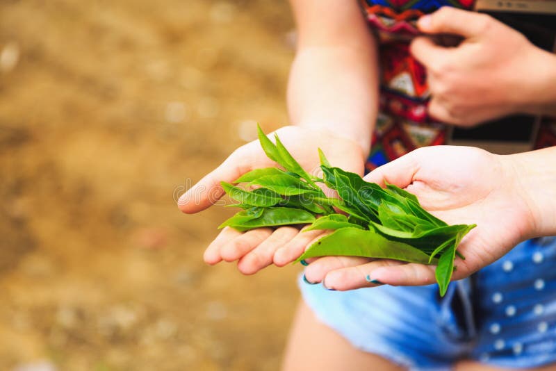 Green Young Tea Leaves on Female Palms Stock Image - Image of leaf ...