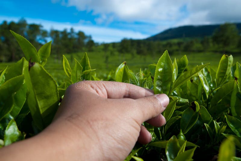 Plucking tea leaf stock photo. Image of close, drink - 18117366
