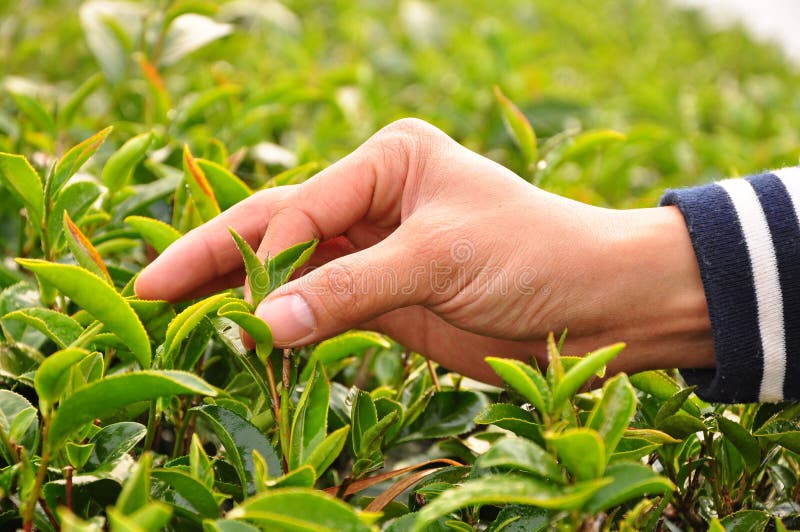 Picking tea leaves by hand stock image. Image of morning - 37026697