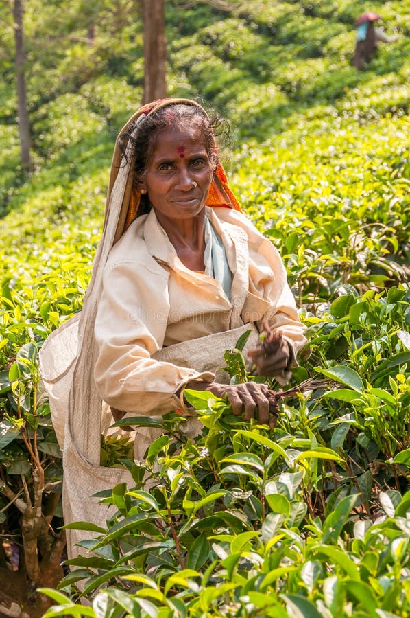 Tea Plucking in South India Editorial Photo - Image of munnar, lady ...