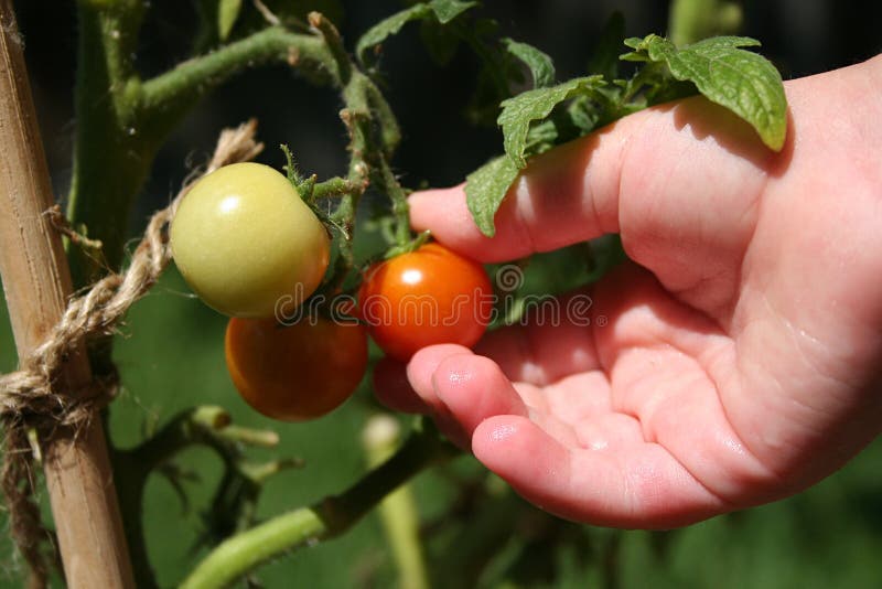 Picking Tomatoes stock image. Image of harvest, tomatoes - 5480399