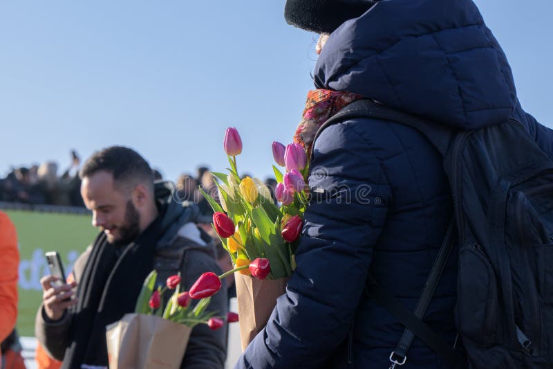 Picking Tulips at the National Tulip Day at Amsterdam the Netherlands ...