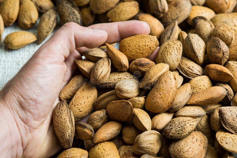 Picking Up a Bunch of Almonds Nut in Shell with the Hand Stock Photo ...