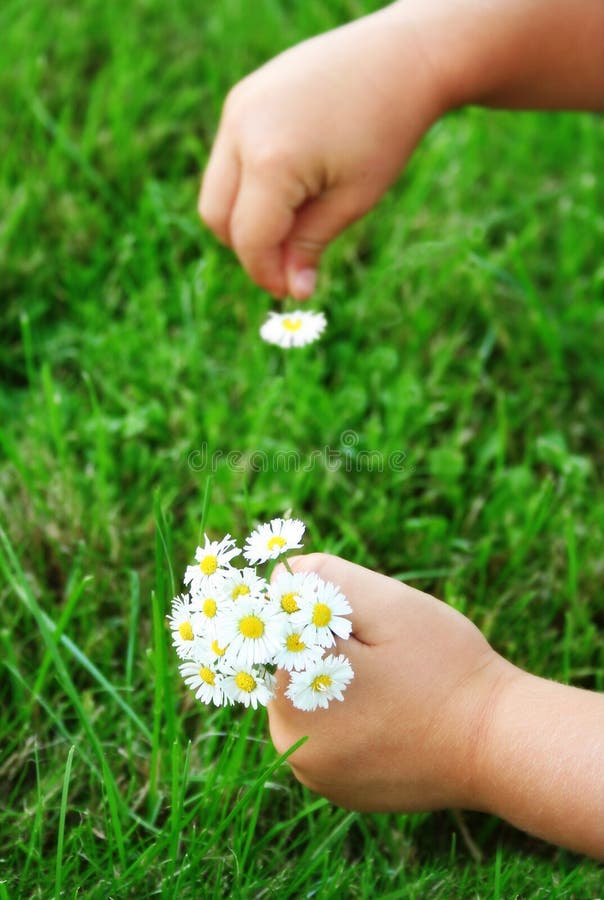 3,083 Bouquet Wildflowers Hand Stock Photos - Free & Royalty-Free Stock ...