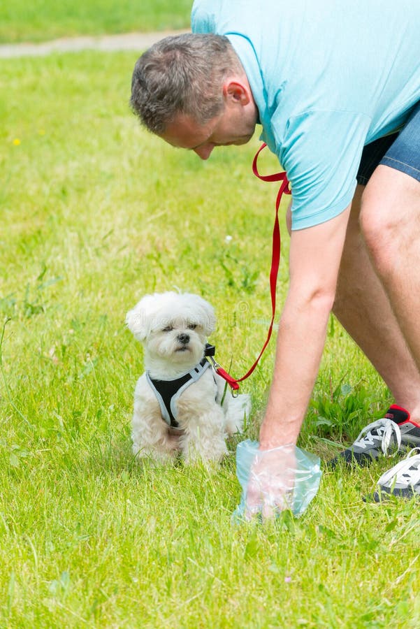 Picking up dog poop stock image. Image of canine, animal - 72248971