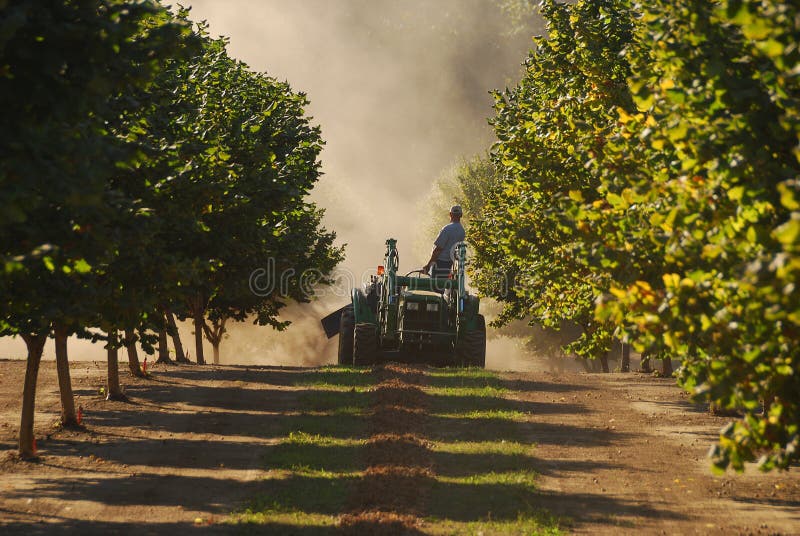 Picking up Hazelnuts stock photo. Image of filbert, dust - 25637490