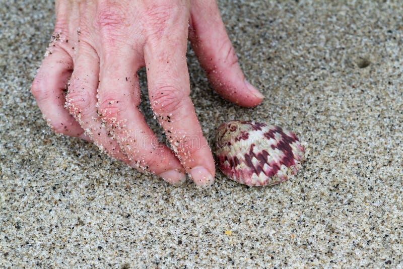 Picking up a sea shell stock image. Image of picking - 78632395