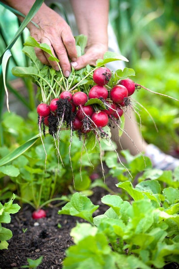 Picking vegetables stock image. Image of farmers, plant - 25033159