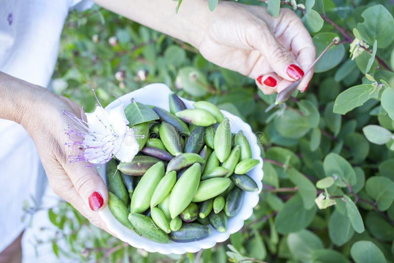 Picking wild capers stock image. Image of natural, flora - 32183685