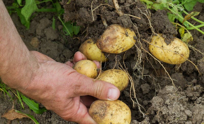Potatoes in male hand stock photo. Image of gardening - 153819794