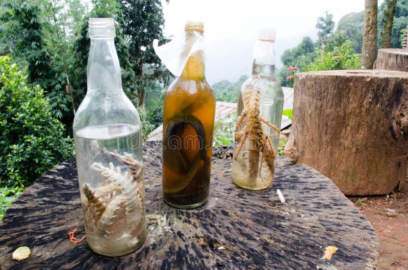 Pickle snake stock image. Image of animal, pickled, water - 47171461