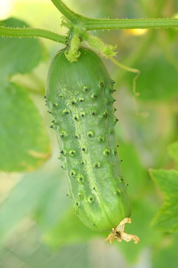 Pickle tree stock photo. Image of plant, leaf, growing - 50704818