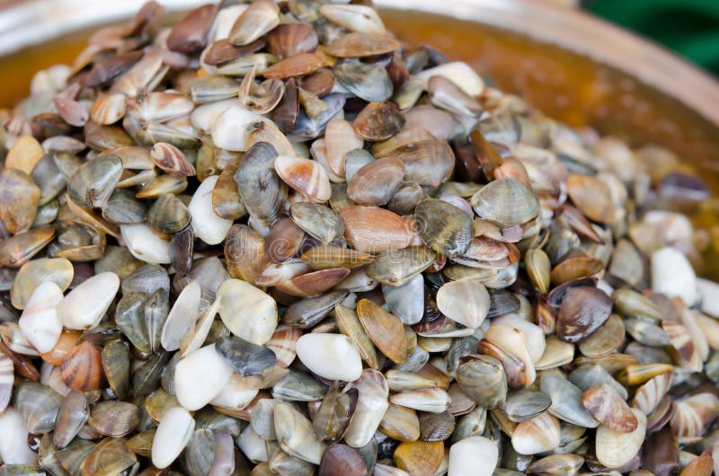 Pickled banded wedge shel stock photo. Image of pickled - 33246002