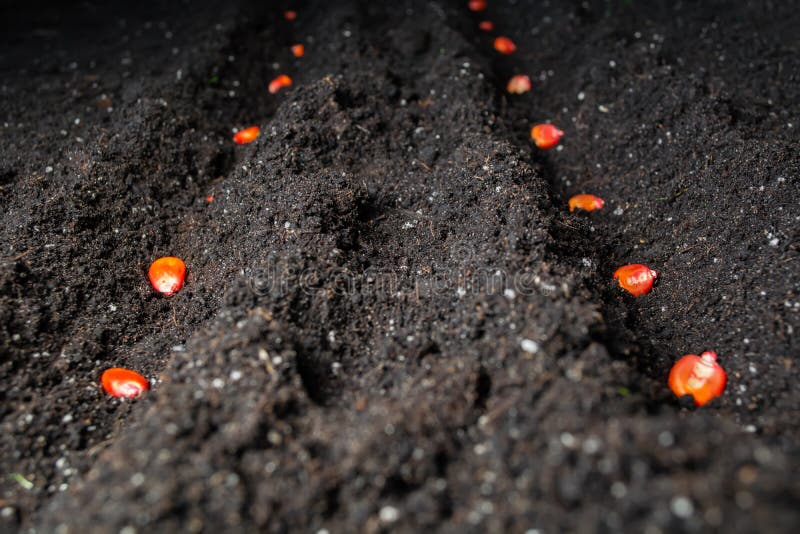 Pickled Corn Seeds Sown in Rows in the Ground Stock Image - Image of ...