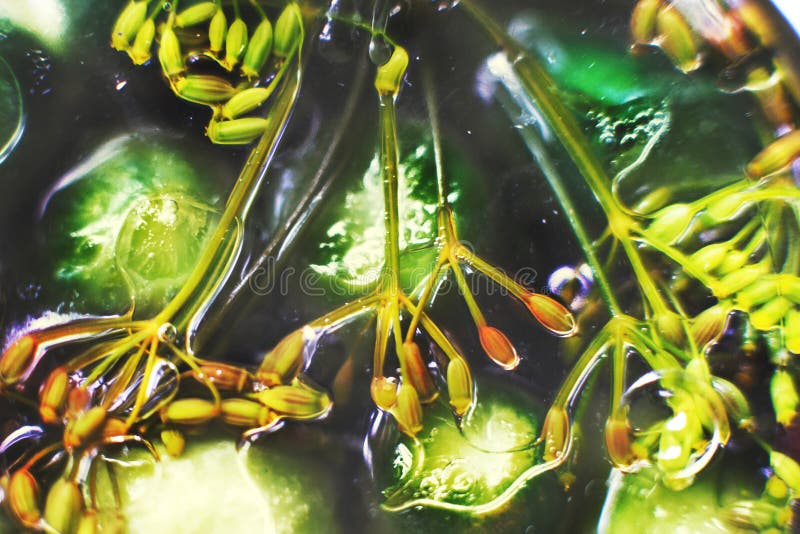 Pickled Cucumbers with Dill in a Glass Jar Top View. Cucumbers ...