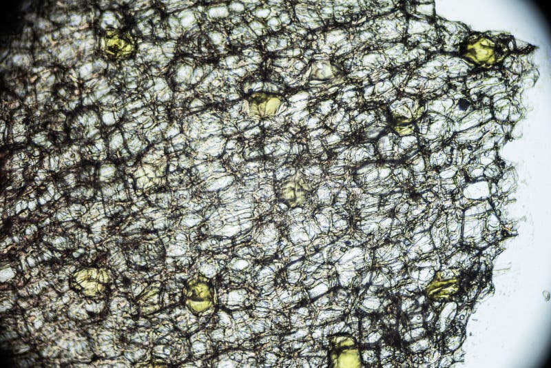 Pickled Ginger Root Under the Light Microscope Stock Photo - Image of ...