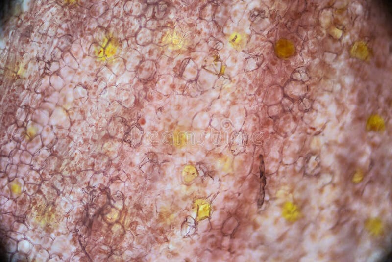 Pickled Ginger Root Under the Light Microscope Stock Photo - Image of ...