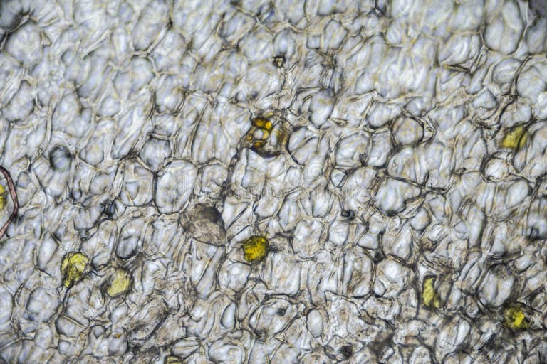 Pickled Ginger Root Under the Light Microscope Stock Photo - Image of ...