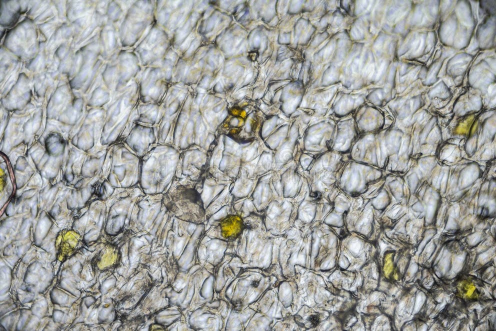 Pickled Ginger Root Under the Light Microscope Stock Photo - Image of ...