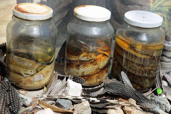 Pickled Snakes stock photo. Image of substance, herbal - 36197502