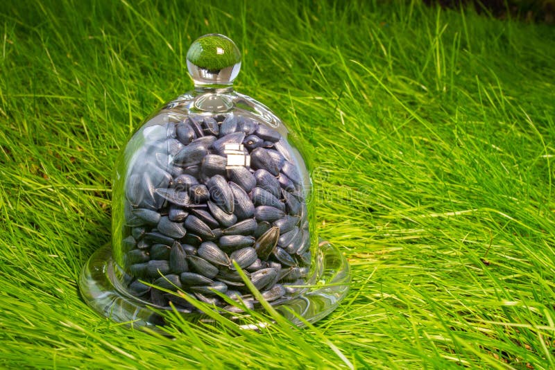 Pickled Sunflower Seeds for Sowing in a Glass Container Stock Image ...