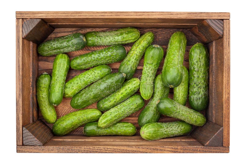 Pickling cucumber in a box stock photo. Image of cucumber - 264711224