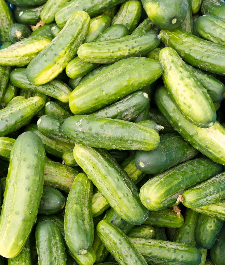 Pickling Cucumbers or Pickles on Display Stock Photo - Image of healthy ...