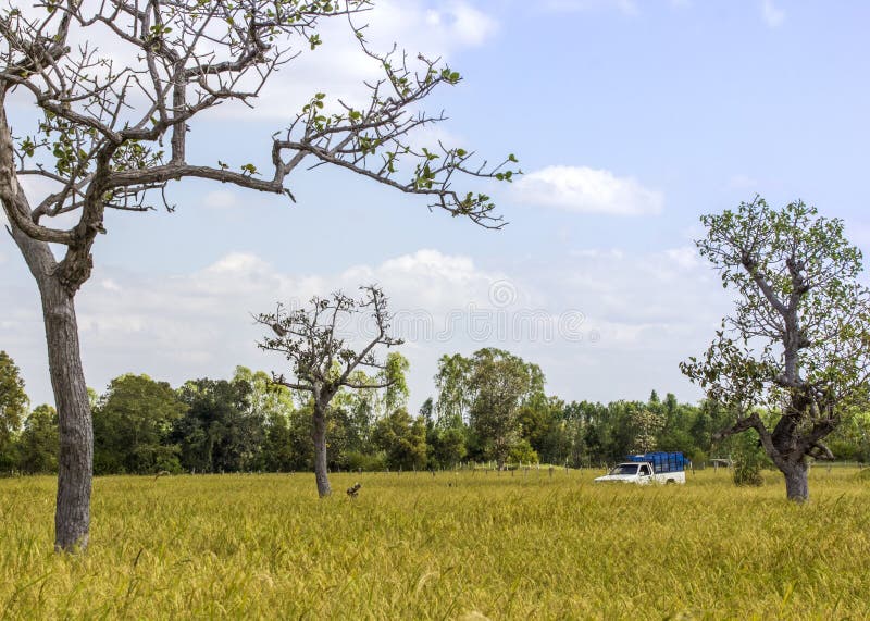 Pickup Rice Field Stock Photos - Free & Royalty-Free Stock Photos from ...