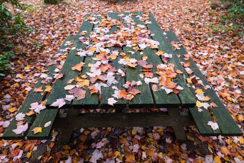 Picnic Area in a Fall Setting Stock Photo - Image of scene, beauty ...