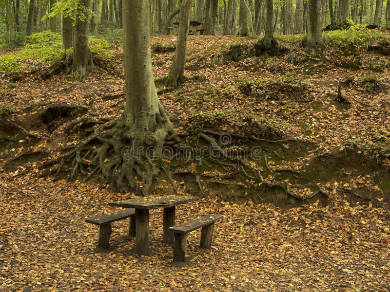 Picnic Area in the Forest stock image. Image of park - 36673557