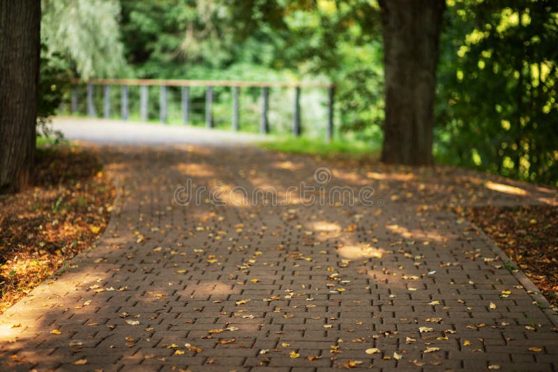 383 Medow Forest Background Stock Photos - Free & Royalty-Free Stock ...