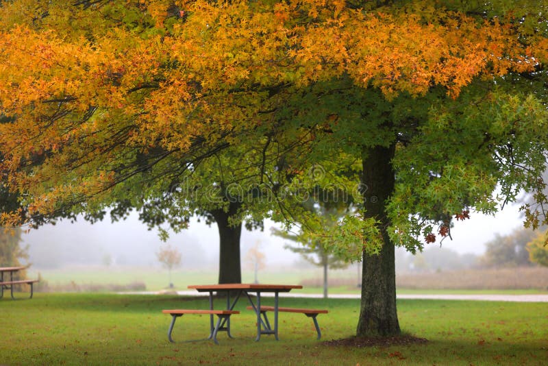 Picnic Bench Under Maple Trees Stock Photo - Image of landscape, picnic ...