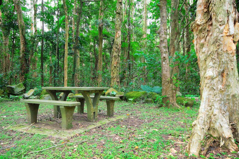 Picnic place in forest stock photo. Image of green, peace - 21368862