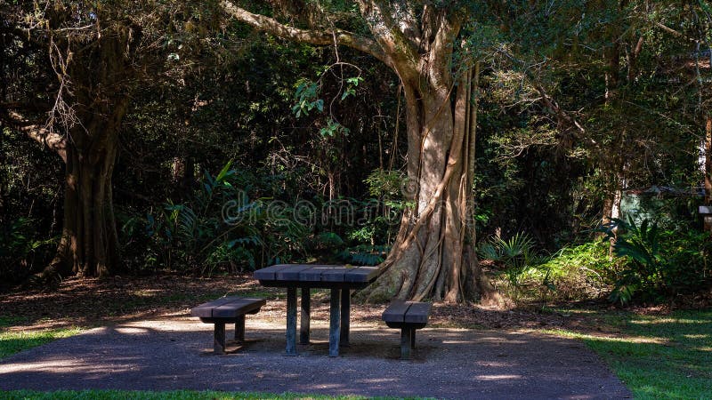 Rainforest Picnic Table and Chairs Stock Image - Image of forest ...