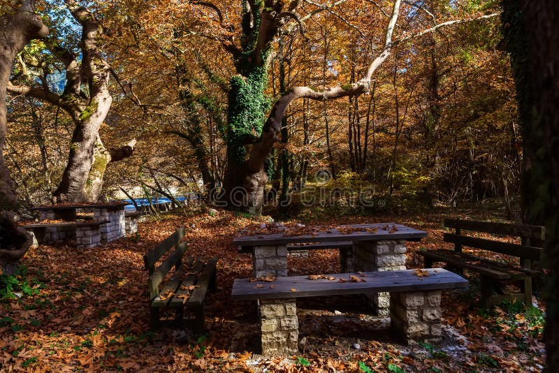 Picnic Table Covered with Leaves in the Forest Stock Image - Image of ...