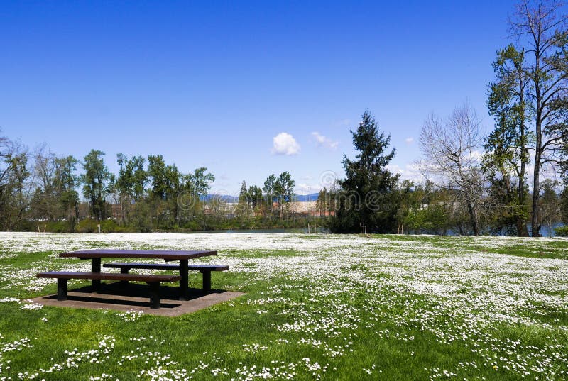 Picnic Table in the Grass Filled with White Daisies Stock Image - Image ...