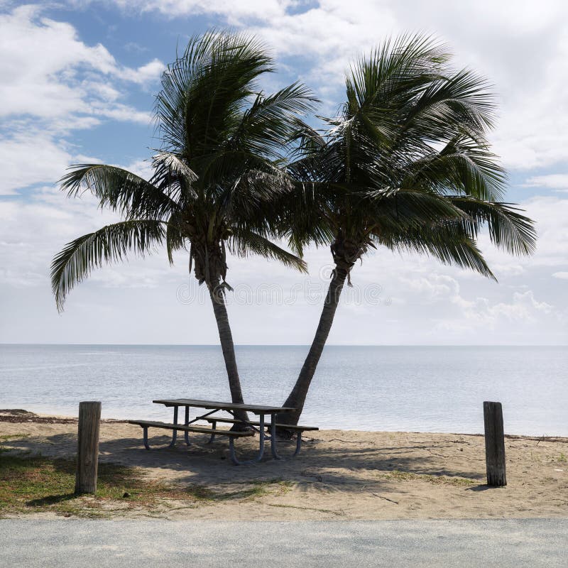 Picnic Table with Palm Trees Stock Photo - Image of coastal, ocean: 2046516