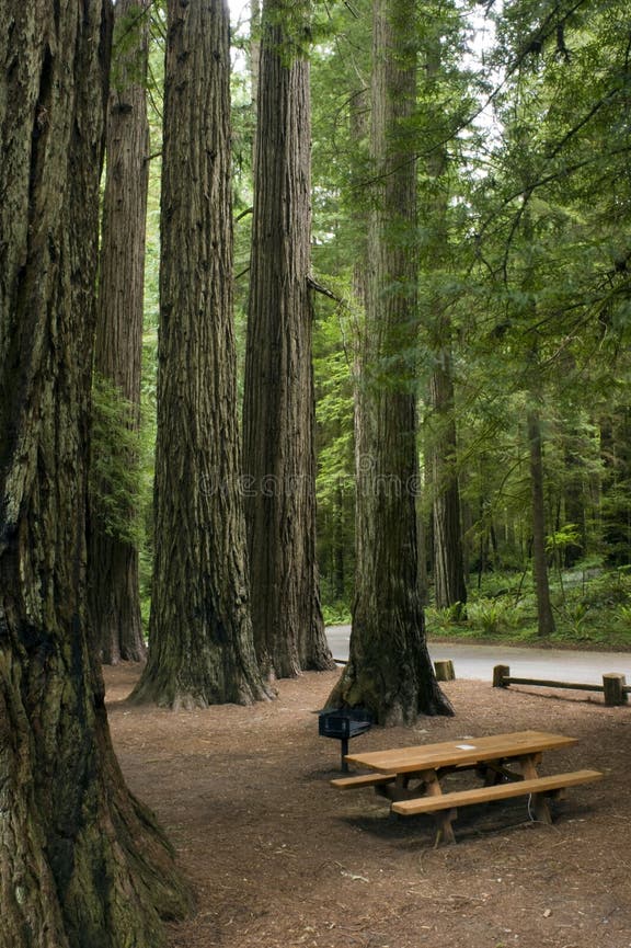 Picnic Table Redwood Forest Park Vertical Stock Photo - Image of ...