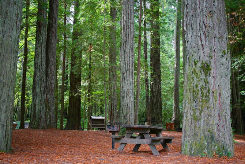 Picnic Table in Redwood Forest Stock Photo - Image of redwoods, picnic ...
