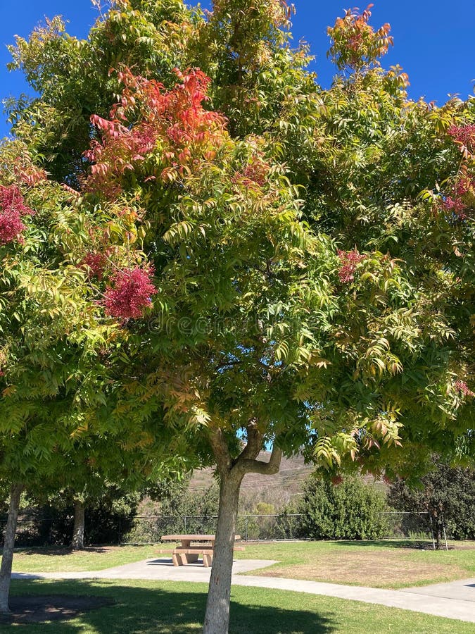 Tree in Park with Red Leaves Stock Image - Image of sits, leaves: 204453971