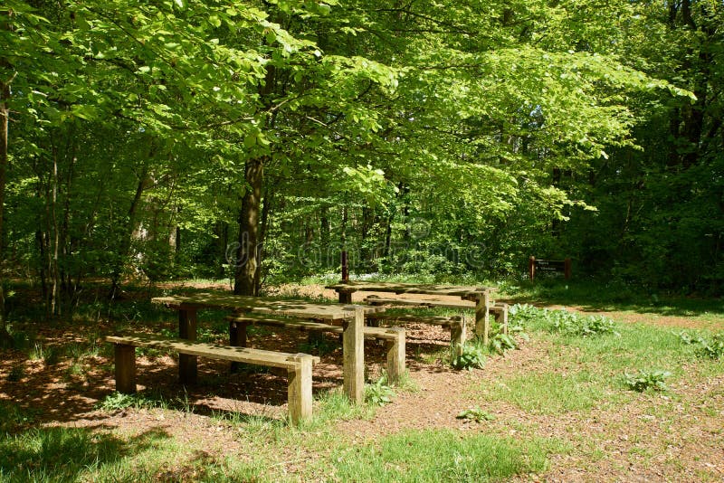 Picnic Table Under Beech Trees Stock Image - Image of fresh, deciduous ...