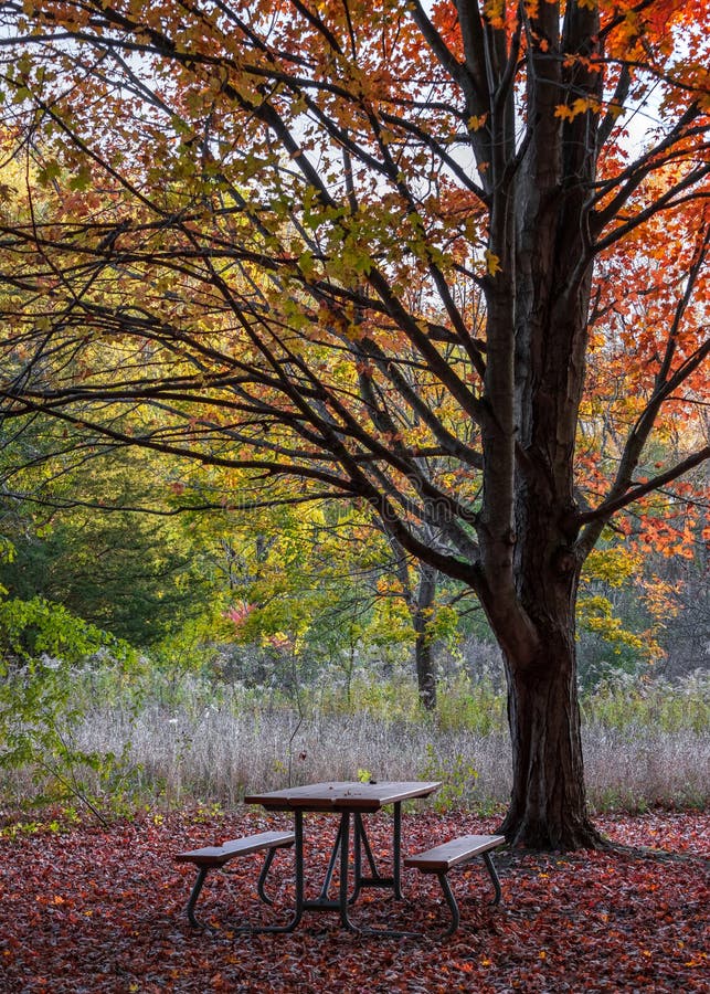 Picnic Table Under Bright Color Autumn Tree in Maybury State Park ...