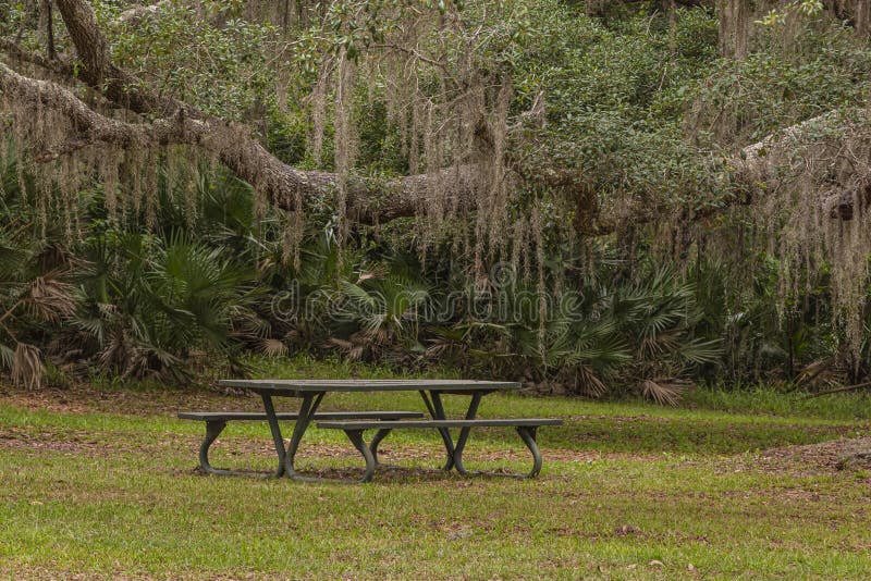 Picnic Table Under Hanging Spanish Moss Stock Image - Image of moss ...